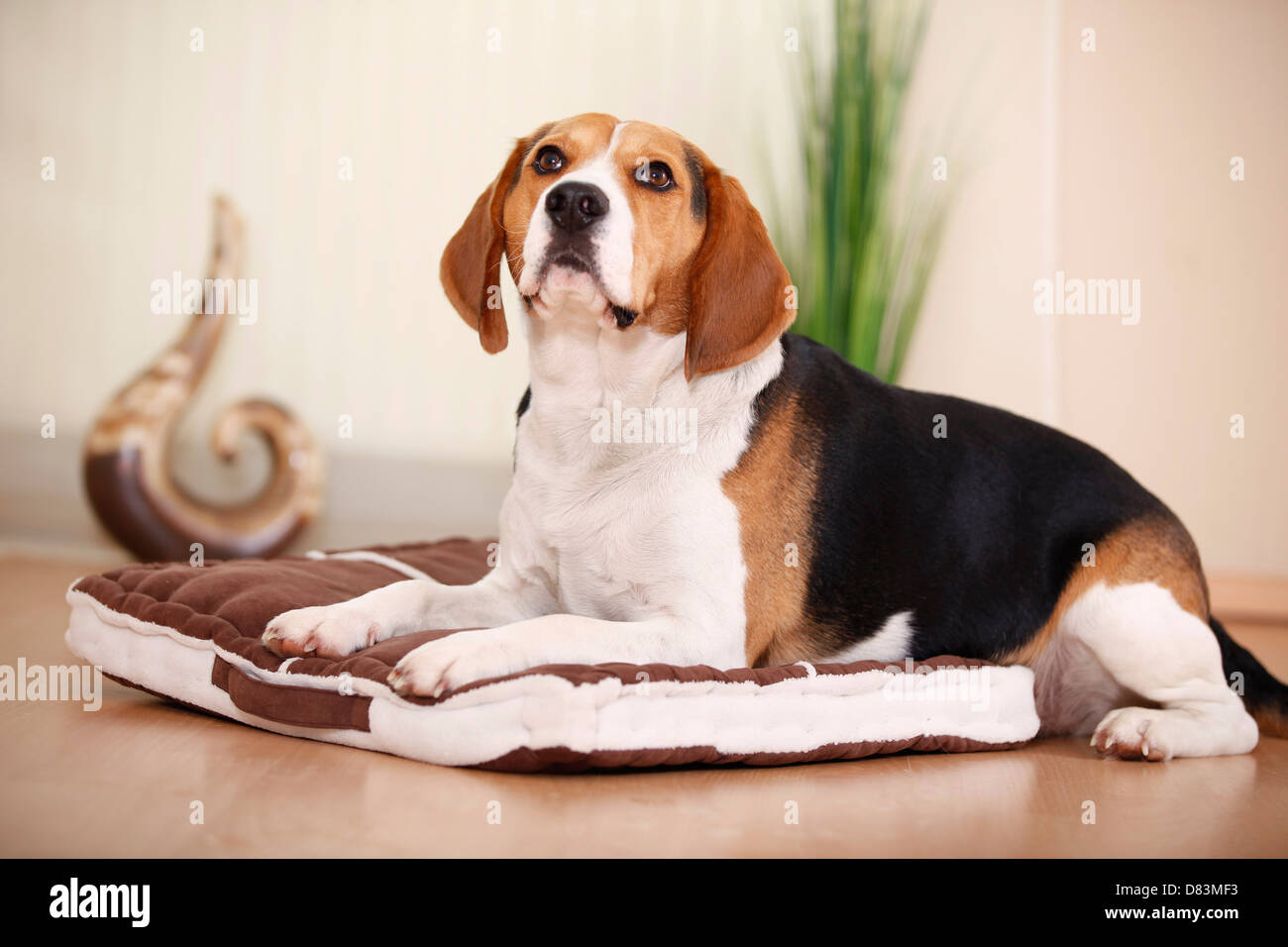 Tricolored beagle hi-res stock photography and images - Alamy