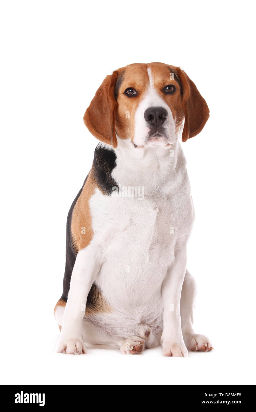 Beagles hunting Cut Out Stock Images & Pictures - Alamy