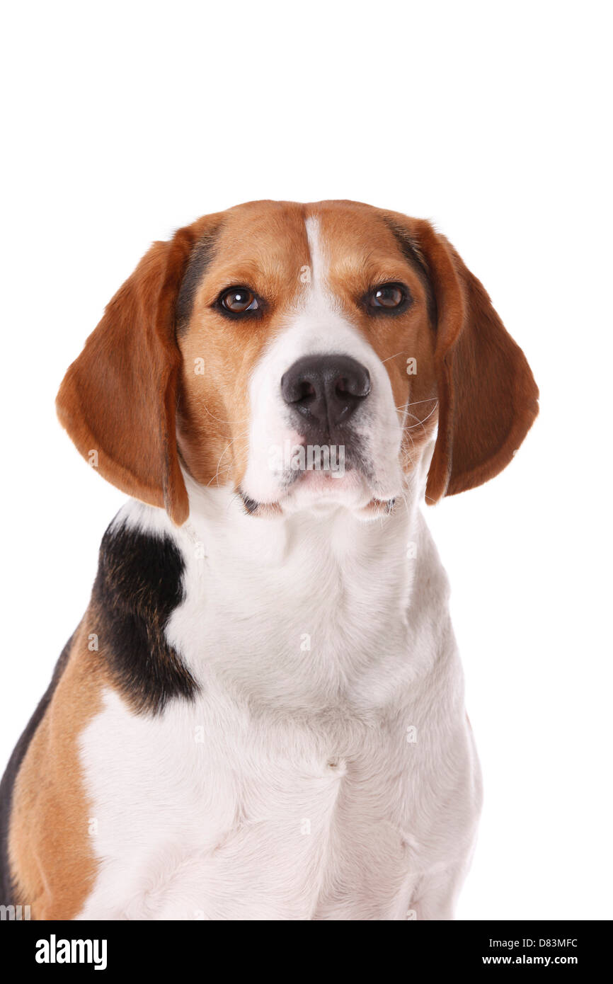Beagles beagle hi-res stock photography and images - Alamy