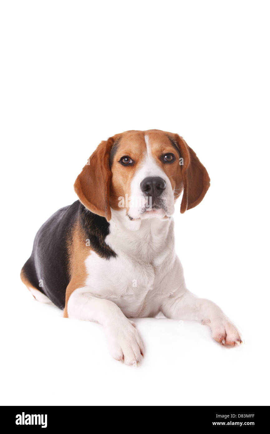 Male beagle Cut Out Stock Images & Pictures - Alamy