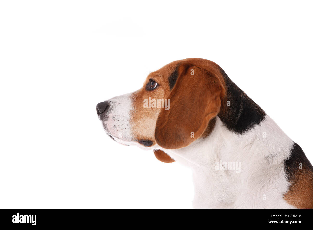 Beagle profile hi-res stock photography and images - Alamy
