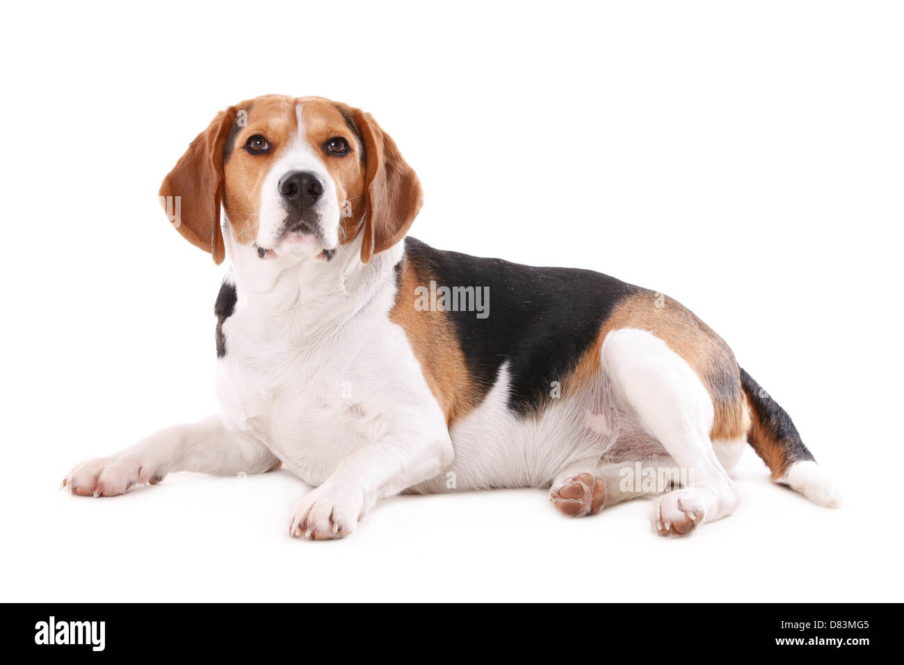 Beagle hi-res stock photography and images - Alamy