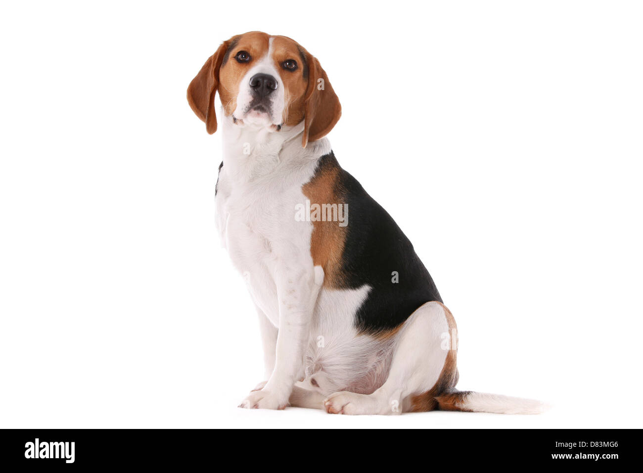 Beagle dog sitting Cut Out Stock Images & Pictures - Alamy