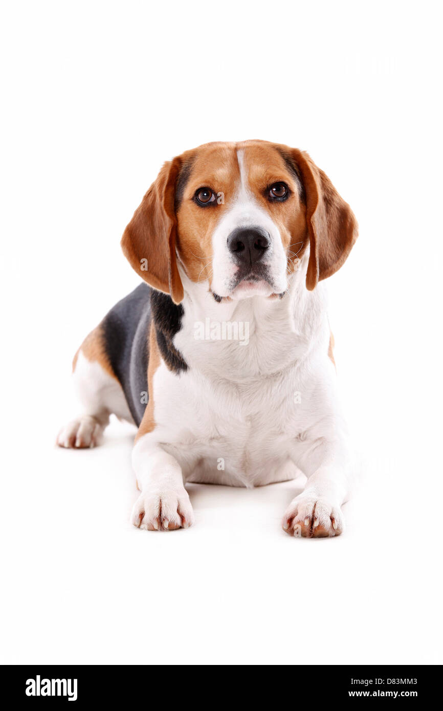 Beagles Cut Out Stock Images & Pictures - Alamy