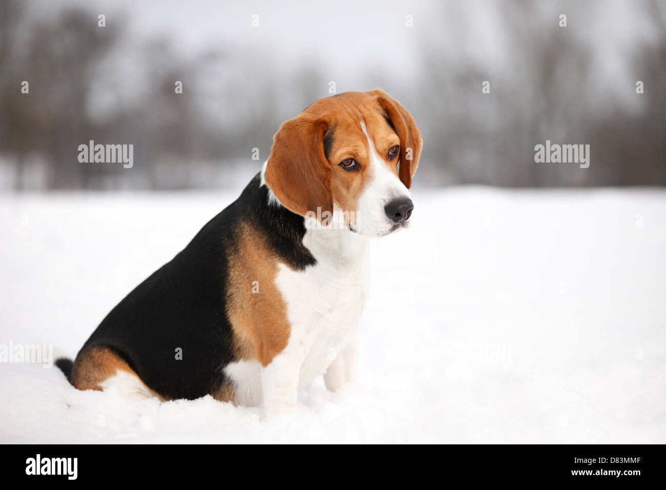 Sitting beagles hi-res stock photography and images - Alamy
