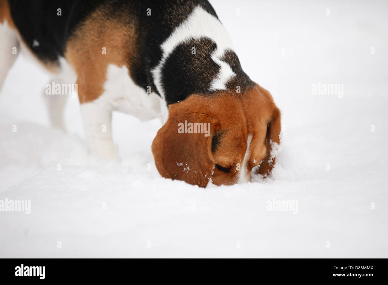 Snuff snuffling behaviour behavior lateral side laterally landscape ...