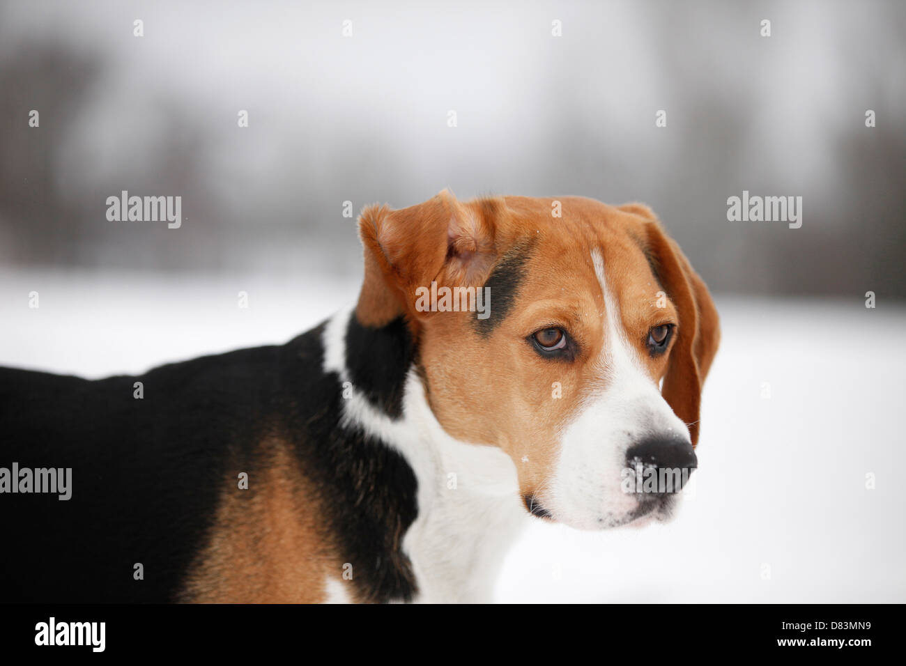 Side view beagle head hi-res stock photography and images - Alamy