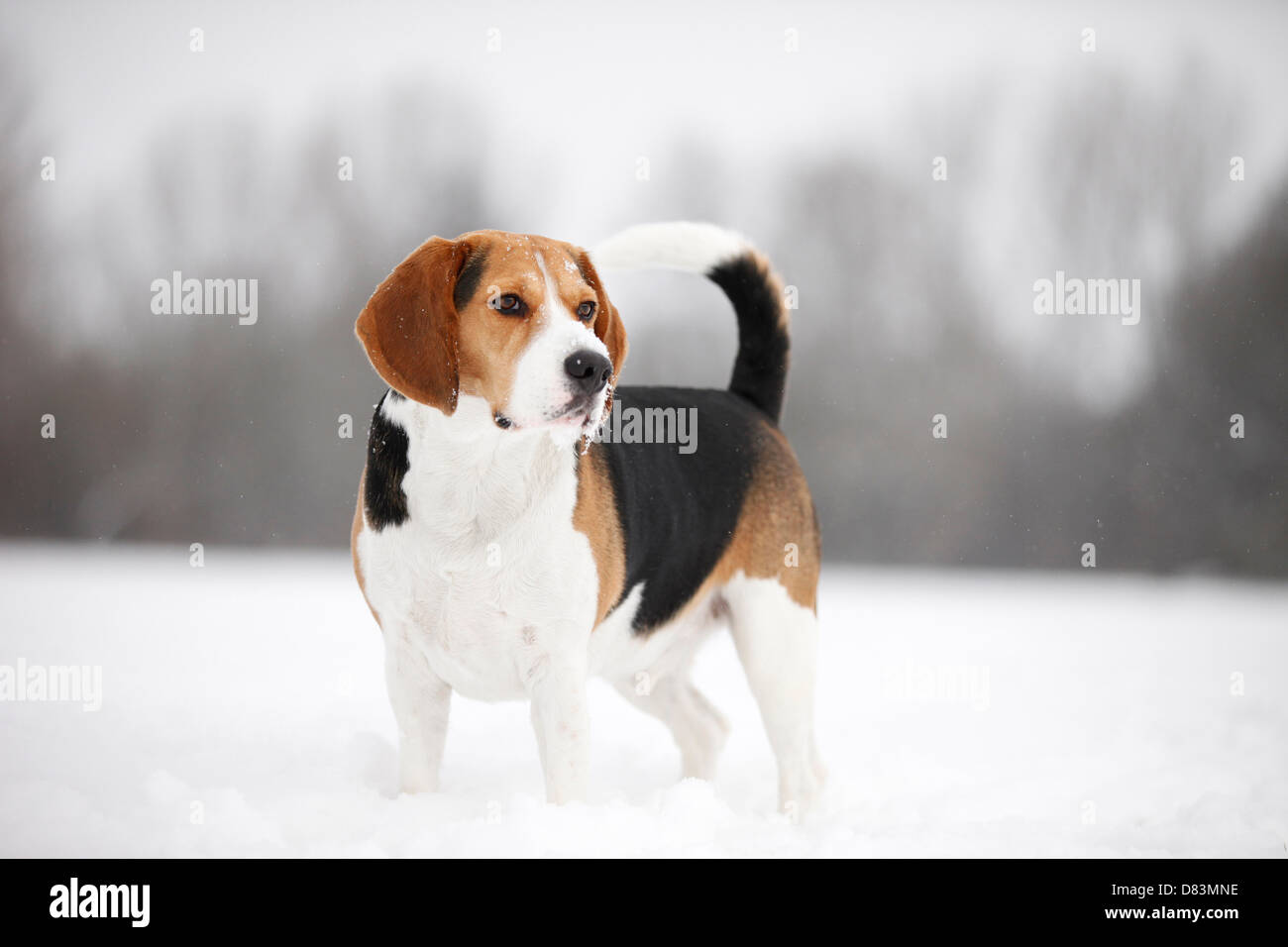 Domestic dog beagle hi-res stock photography and images - Alamy
