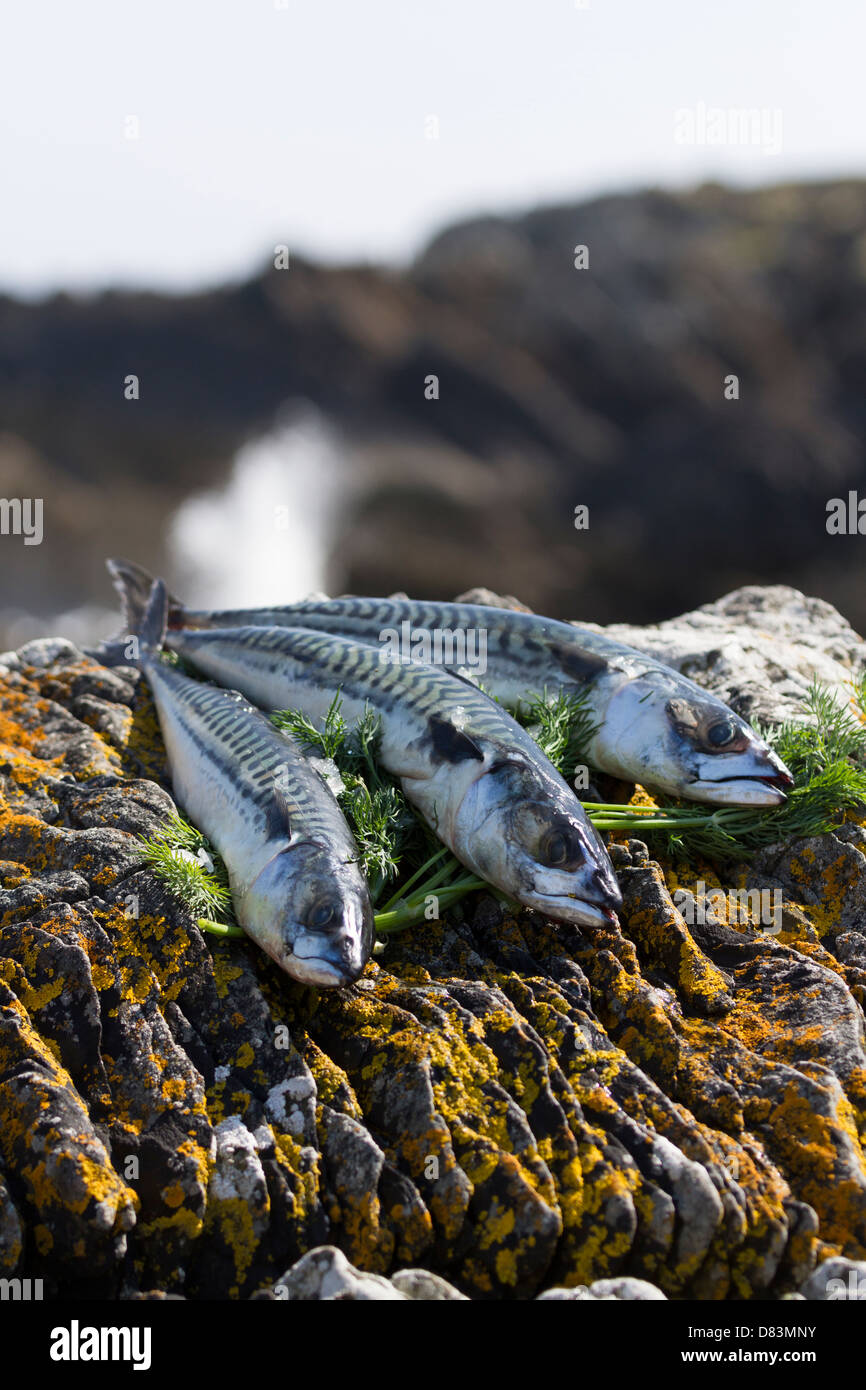 Mackerel and dill on rocks by the sea Stock Photo - Alamy