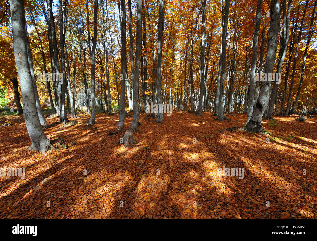 Forest ground with fall leave and deciduous trees Stock Photo - Alamy