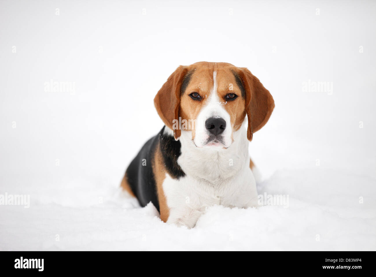 Tricolored beagle hi-res stock photography and images - Alamy
