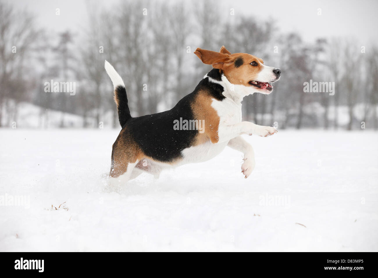 Beagle profile hi-res stock photography and images - Alamy