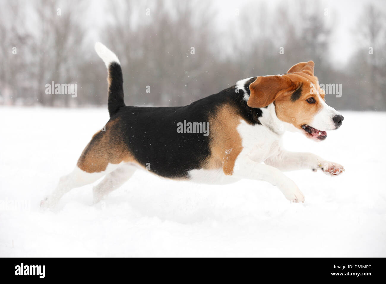 Beagle profile hi-res stock photography and images - Alamy