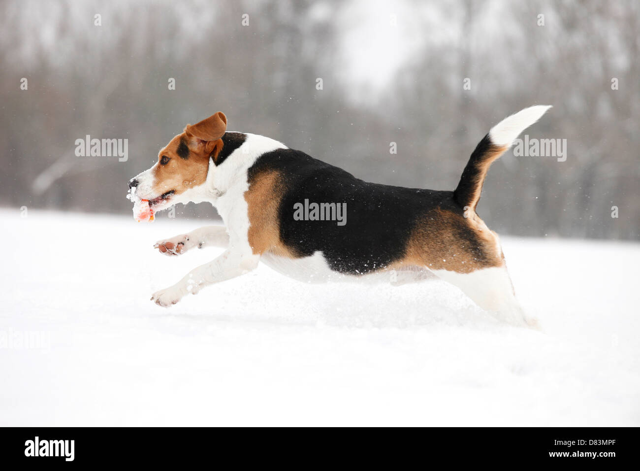Beagle profile hi-res stock photography and images - Alamy