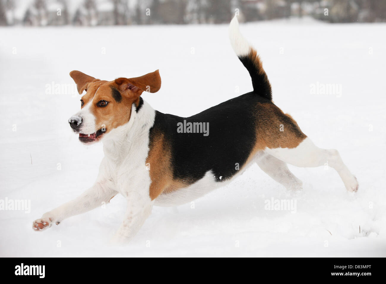 Beagles hi-res stock photography and images - Alamy