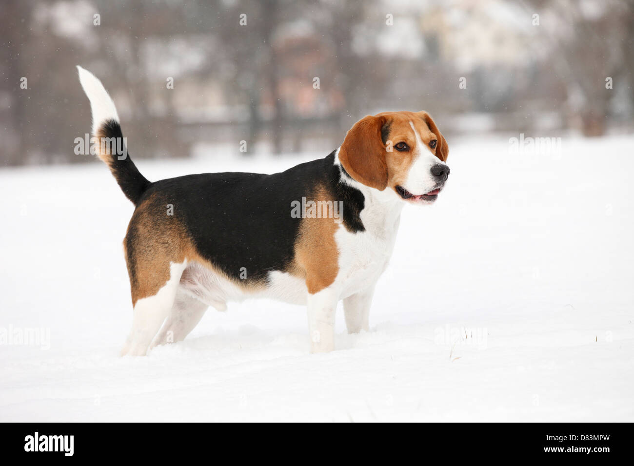 Purebred beagle dog standing hi-res stock photography and images - Alamy