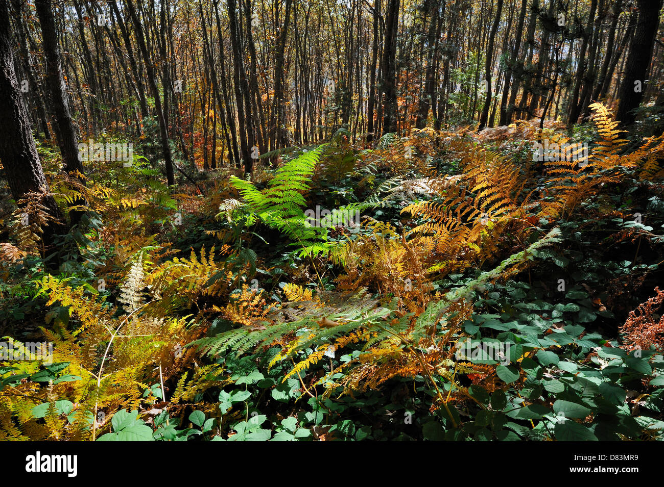 Plant and forest Stock Photo - Alamy