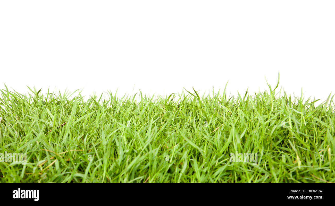 Long Blade Grass Background High Resolution Stock Photography and ...