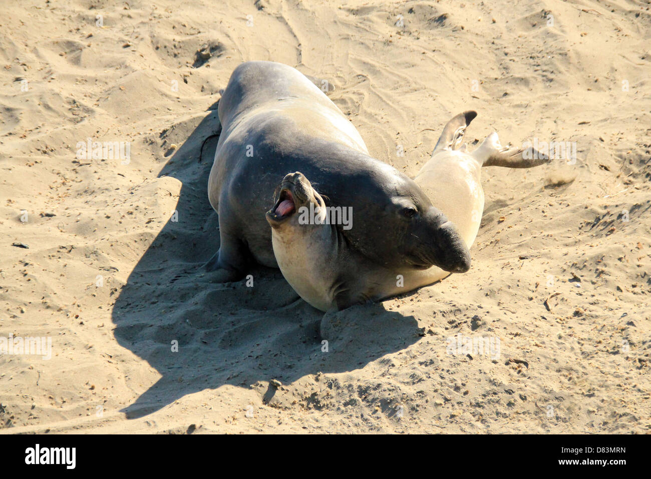 Male elephant seals fighting hi-res stock photography and images - Alamy