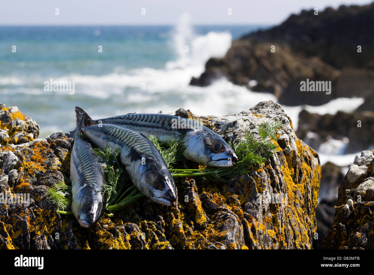 Mackerel and dill on rocks by the sea Stock Photo - Alamy