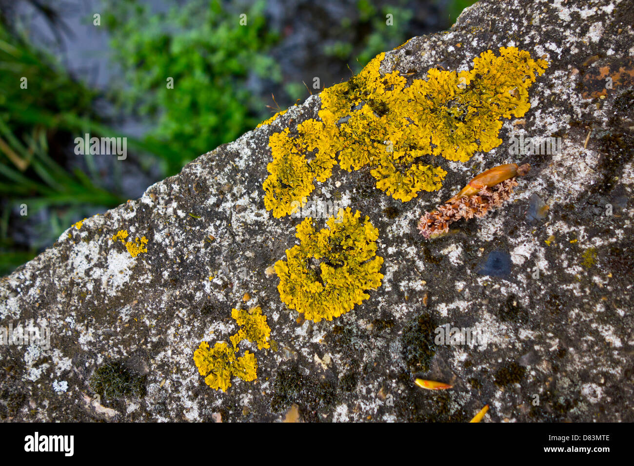 Parietina hi-res stock photography and images - Alamy