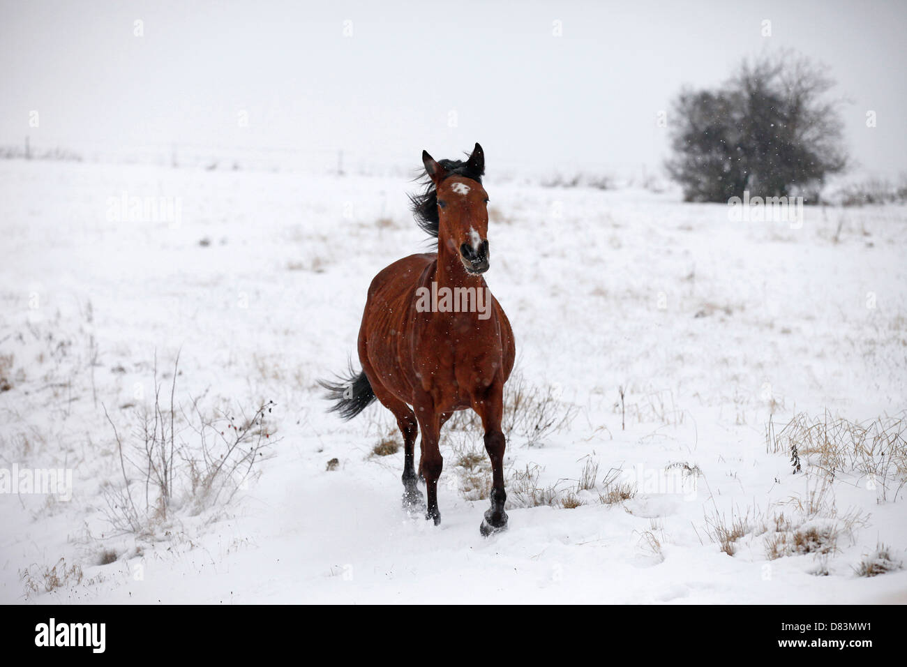 Mare trotting hi-res stock photography and images - Alamy