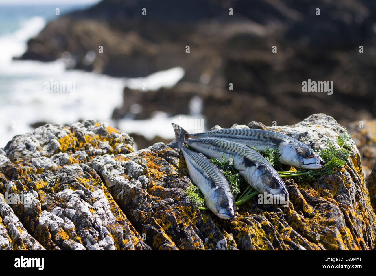 Mackerel and dill on rocks by the sea Stock Photo - Alamy