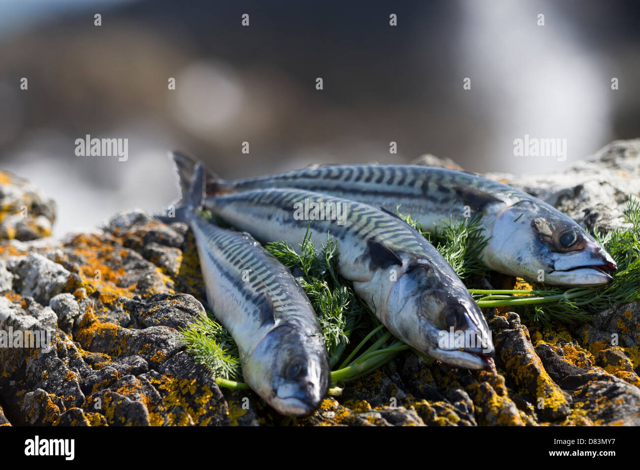 Atlantic mackerel trawler hi-res stock photography and images - Alamy