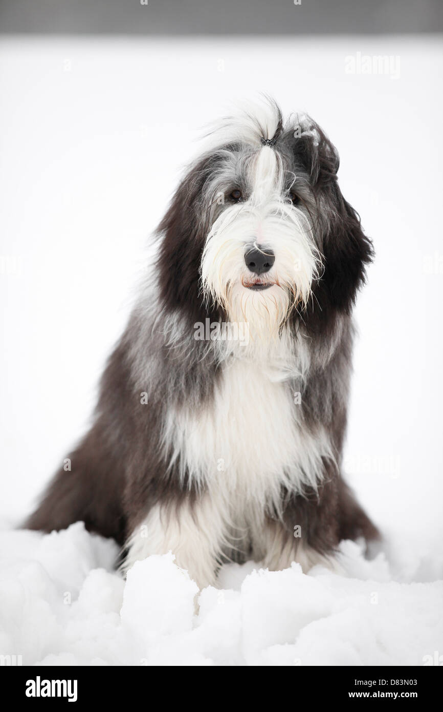 sitting Bearded Collie Stock Photo - Alamy