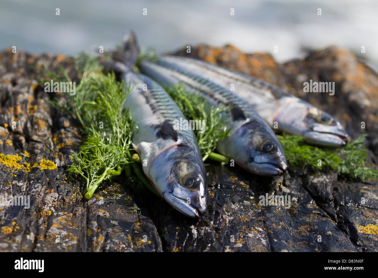 Atlantic mackerel trawler hi-res stock photography and images - Alamy