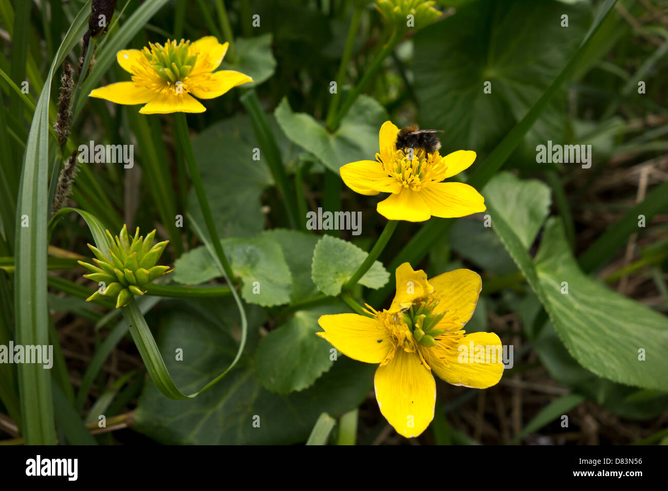 Marsh Marigold caltha palustris Stock Photo - Alamy