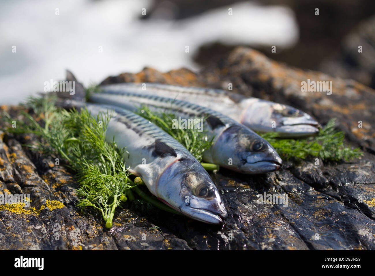 Mackerel and dill on rocks by the sea Stock Photo - Alamy