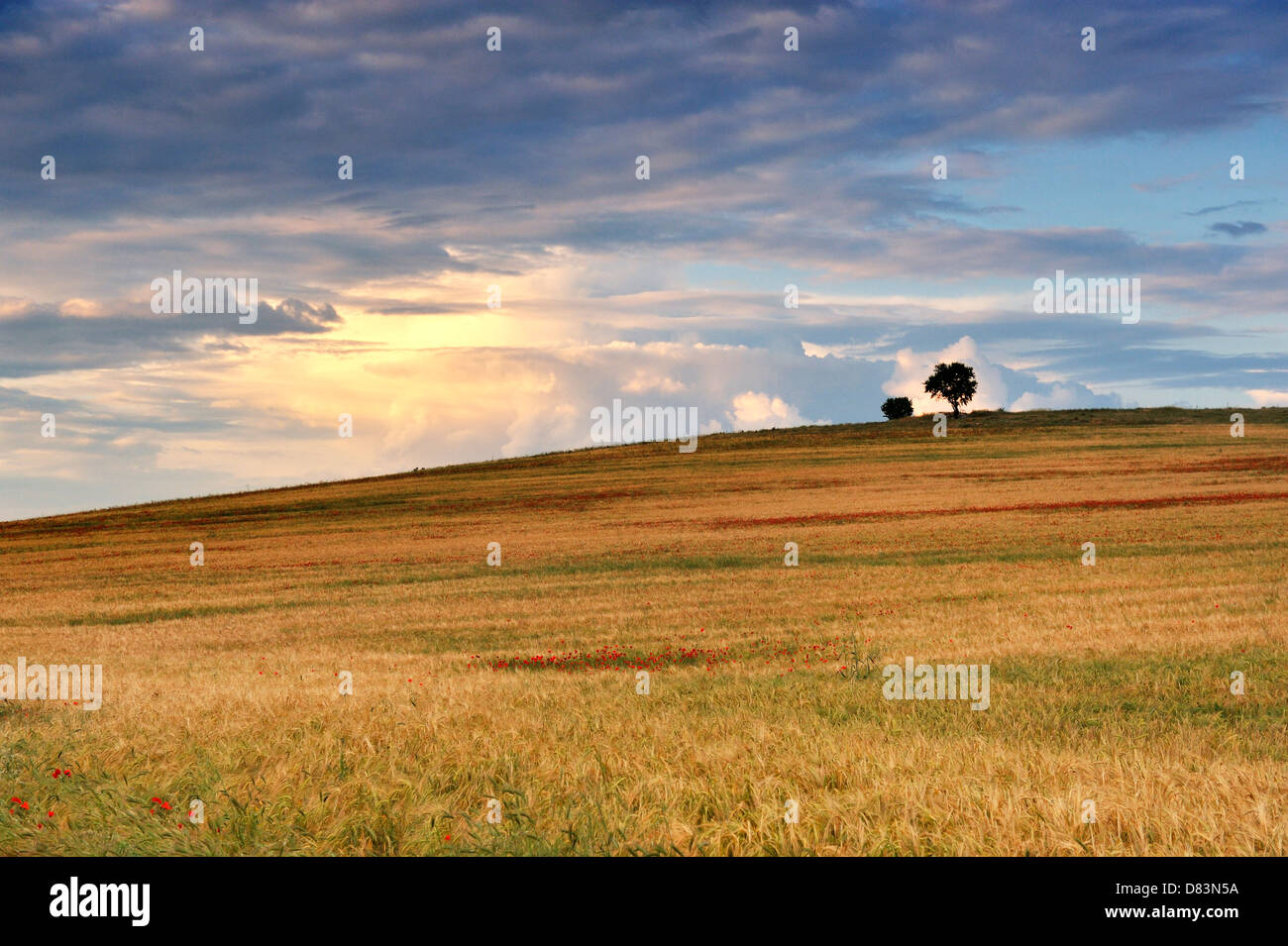 Wheat and tree Stock Photo - Alamy