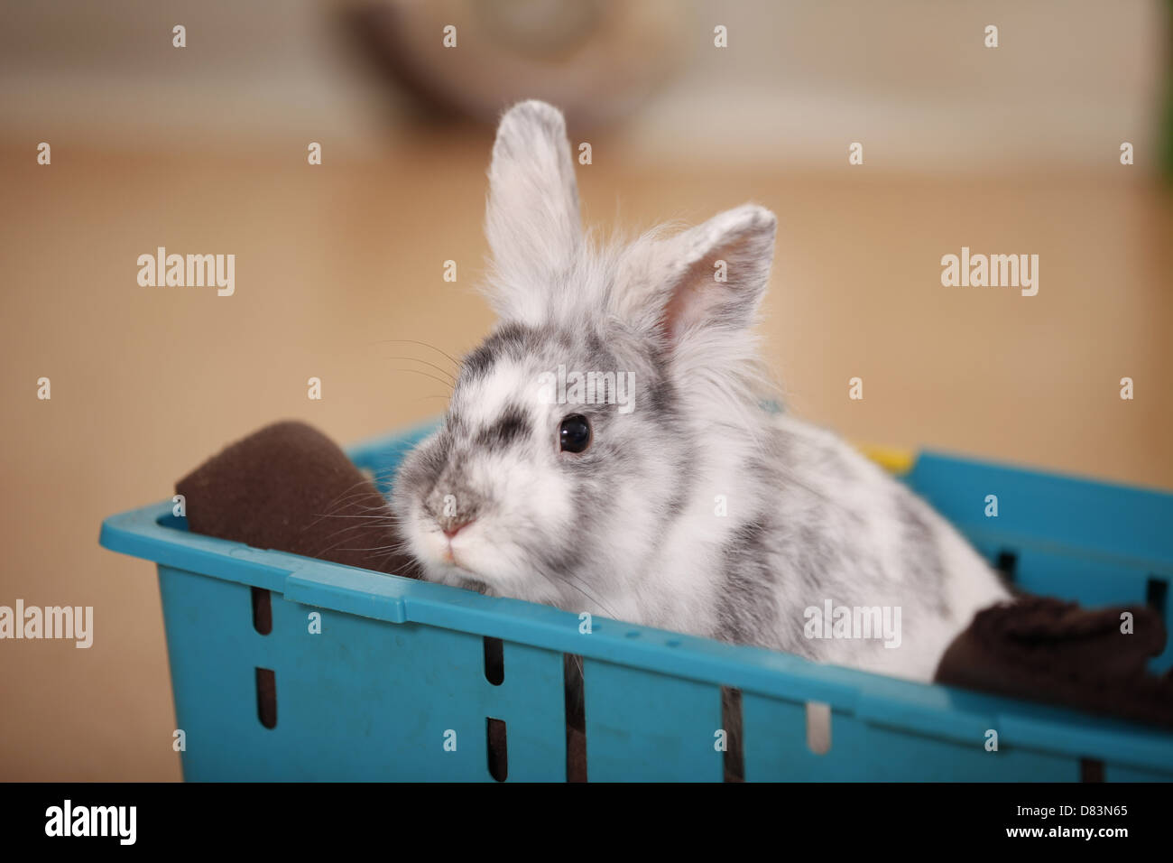 Piebald rabbit hi-res stock photography and images - Alamy