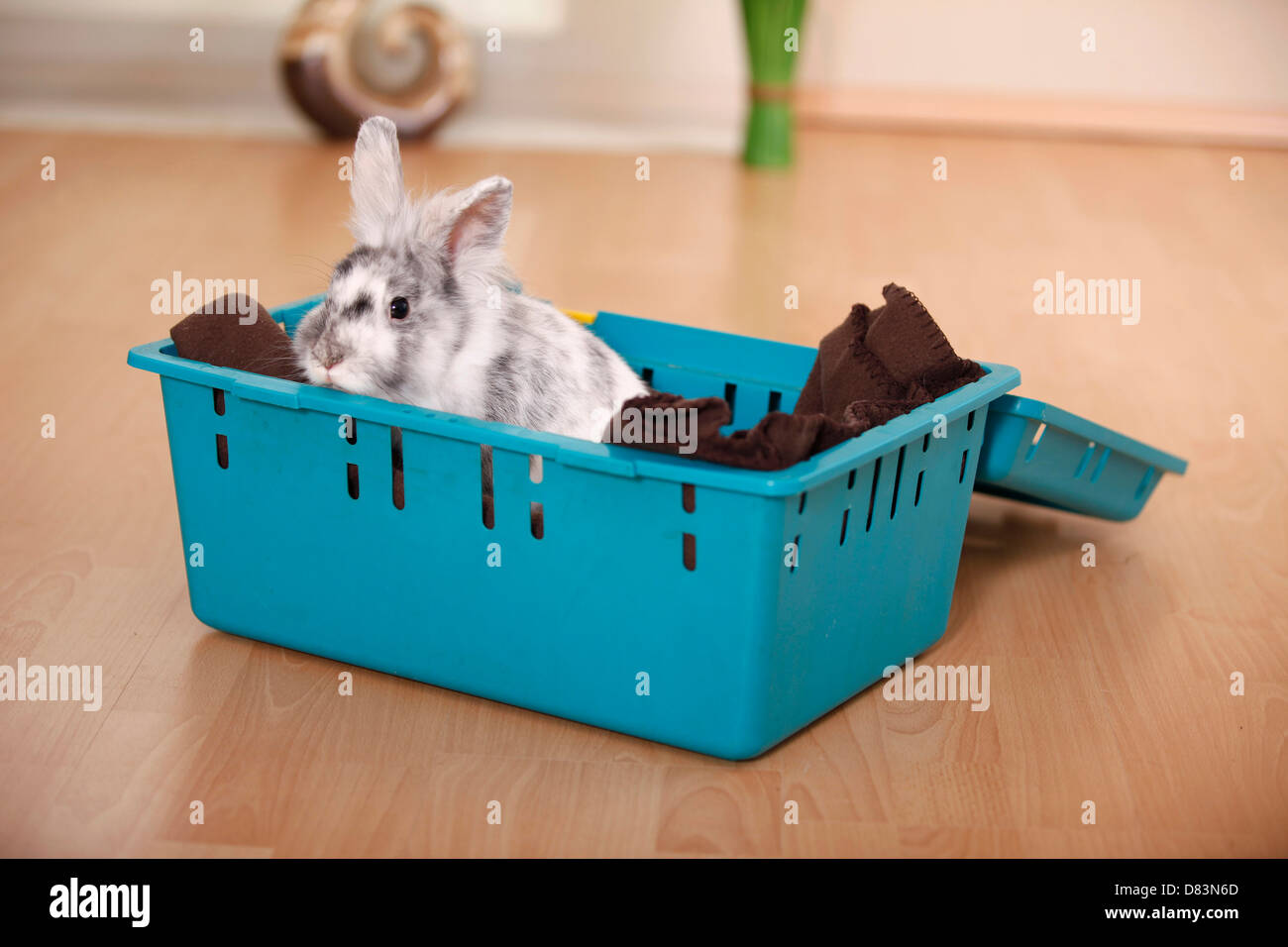 Piebald rabbit hi-res stock photography and images - Alamy