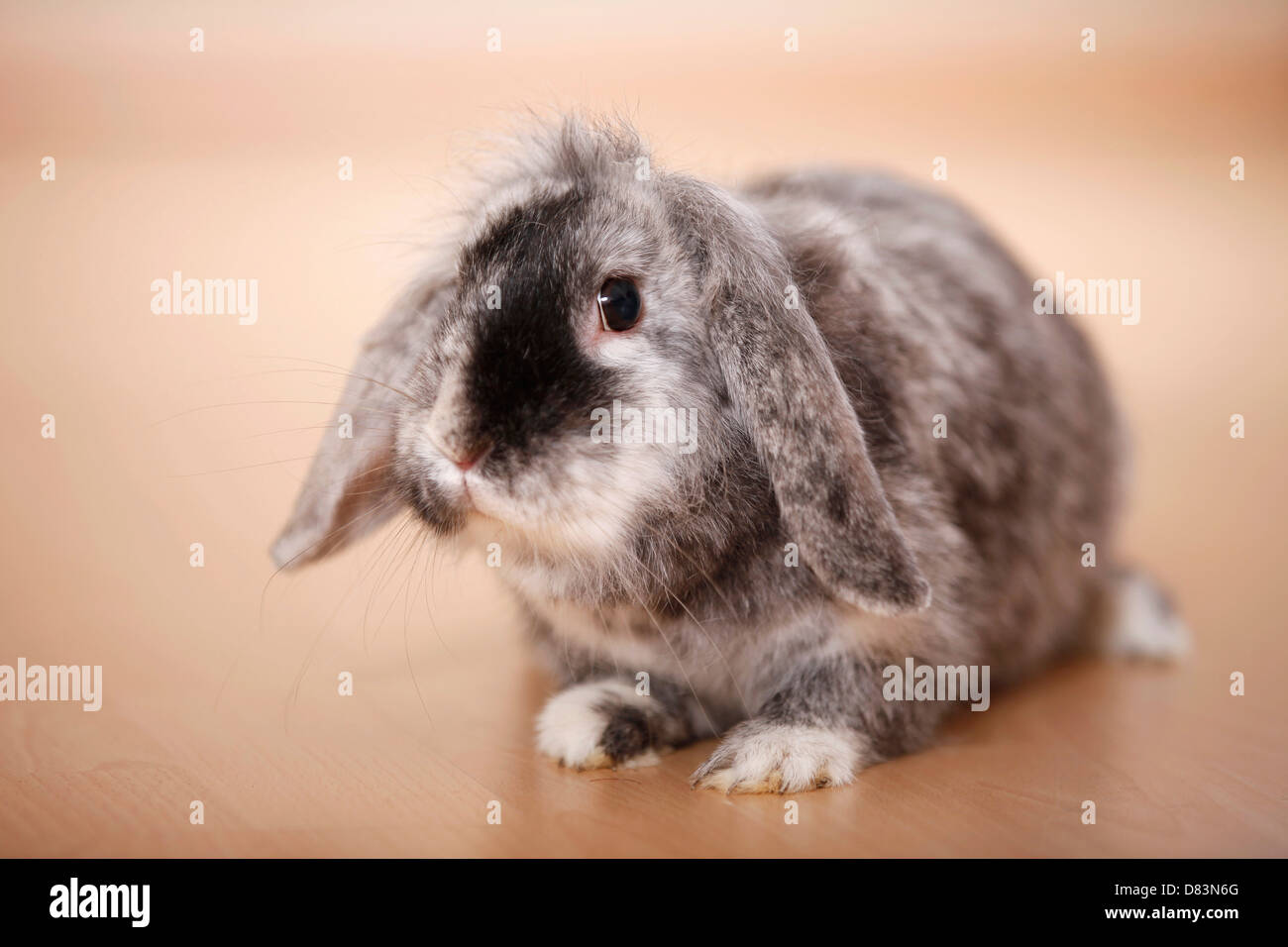 Piebald rabbit hi-res stock photography and images - Alamy