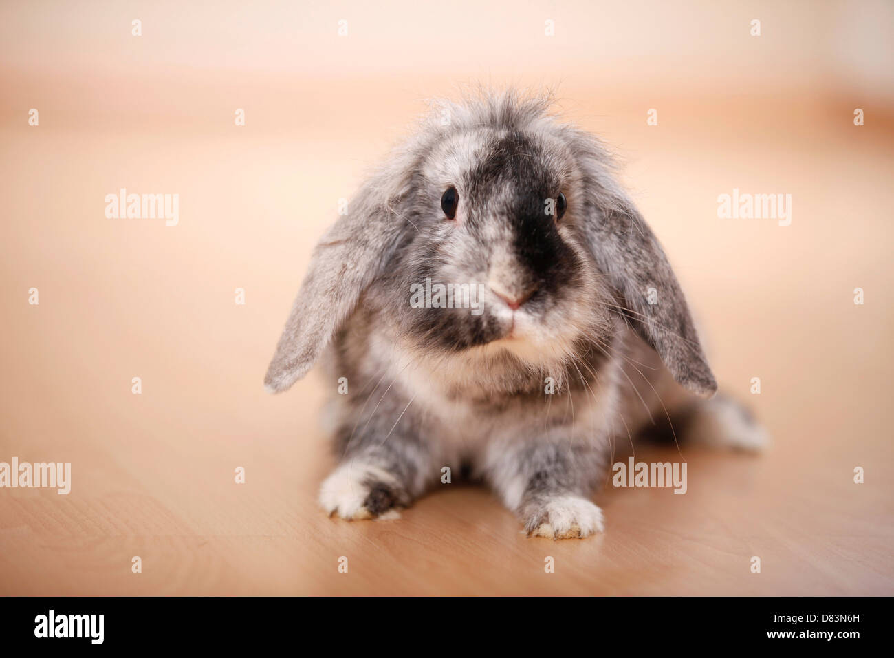 Piebald rabbit hi-res stock photography and images - Alamy