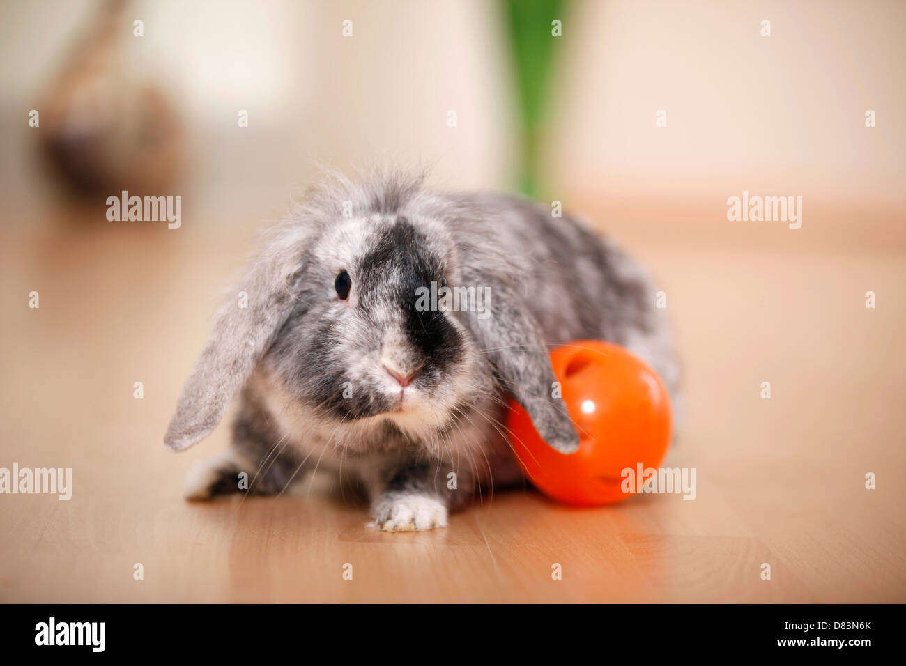 Piebald rabbit hi-res stock photography and images - Alamy