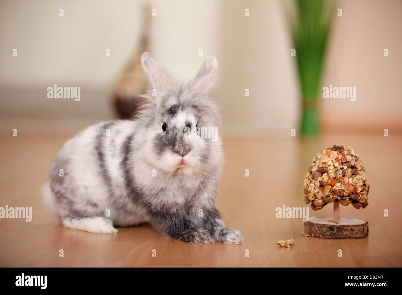 Piebald rabbit hi-res stock photography and images - Alamy