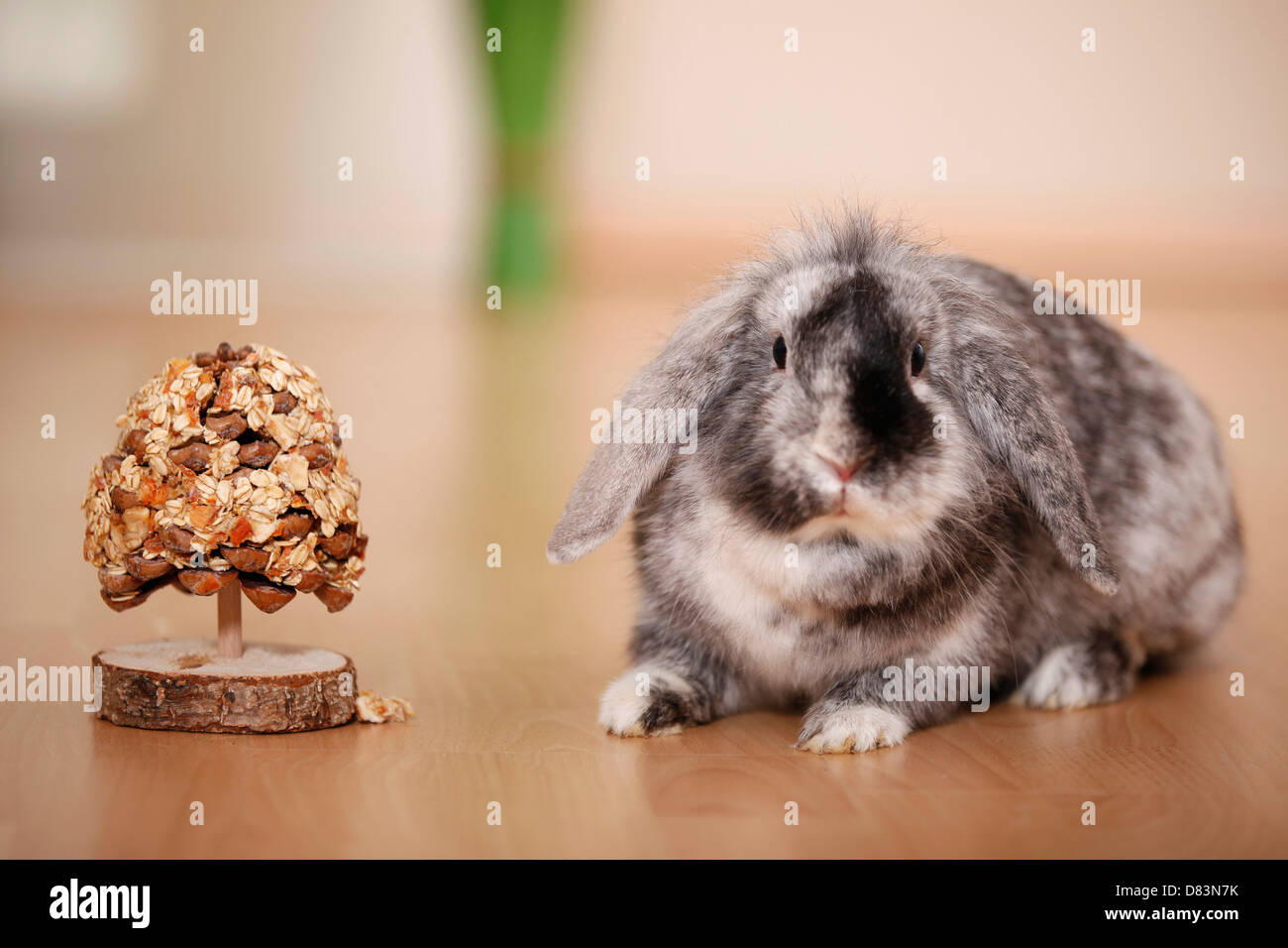 Piebald rabbit hi-res stock photography and images - Alamy