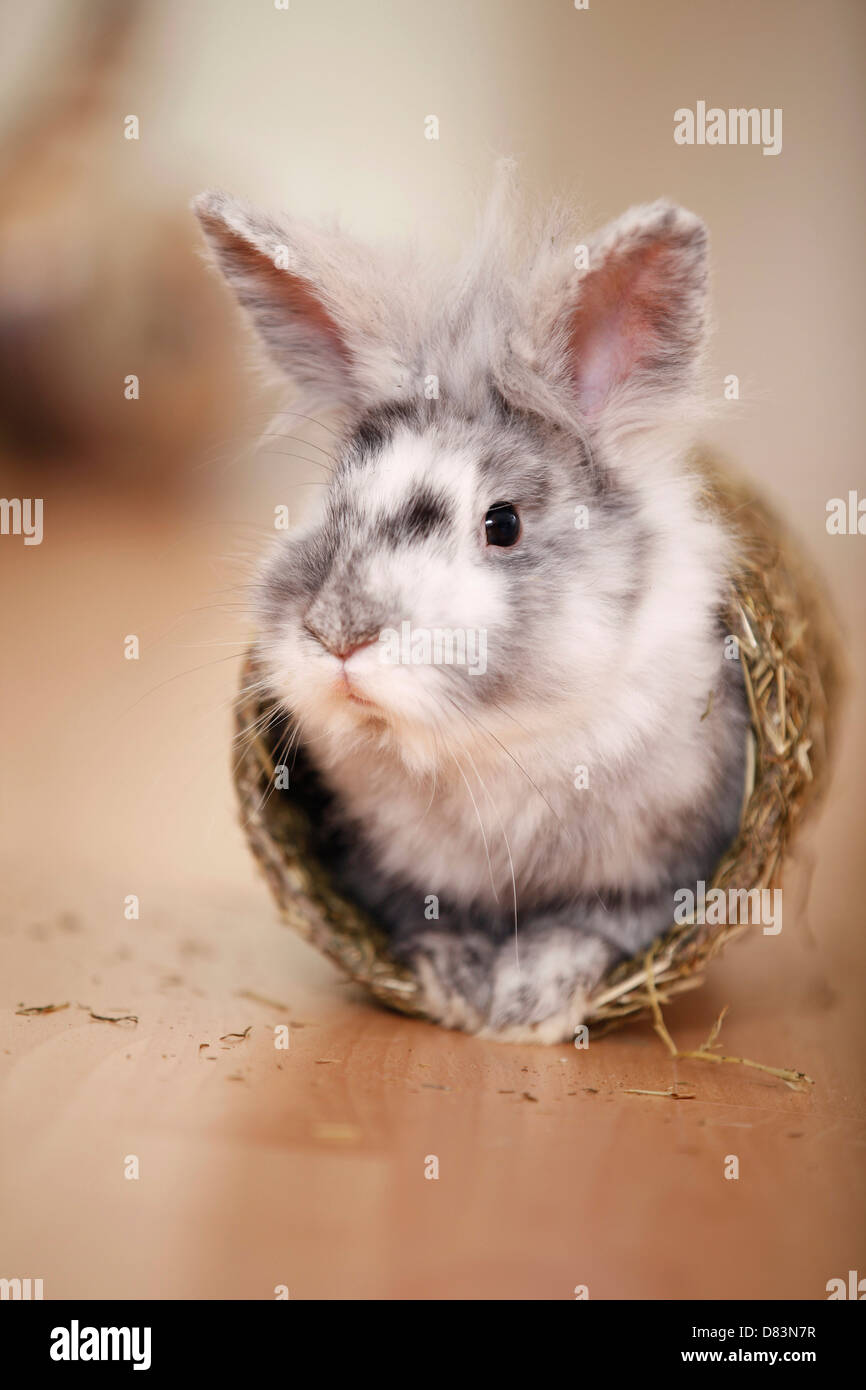 Rabbit roll hi-res stock photography and images - Alamy