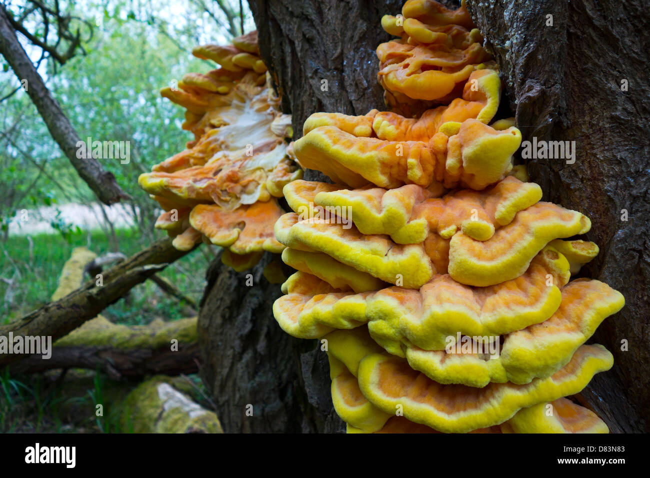 Bracket fungus on tree truck Stock Photo - Alamy