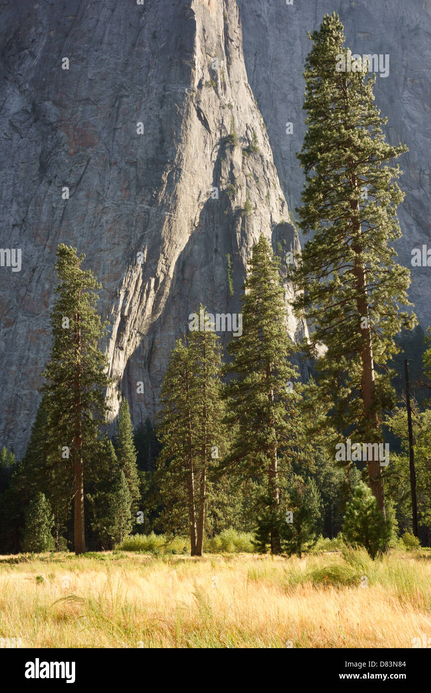 Tall pine trees in front of a wall of rock, Yosemite National Park ...