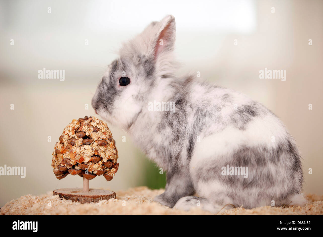 Piebald rabbit hi-res stock photography and images - Alamy