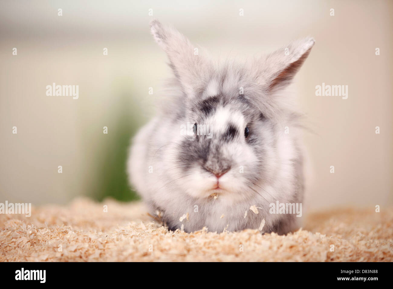 Rabbit wood hi-res stock photography and images - Alamy