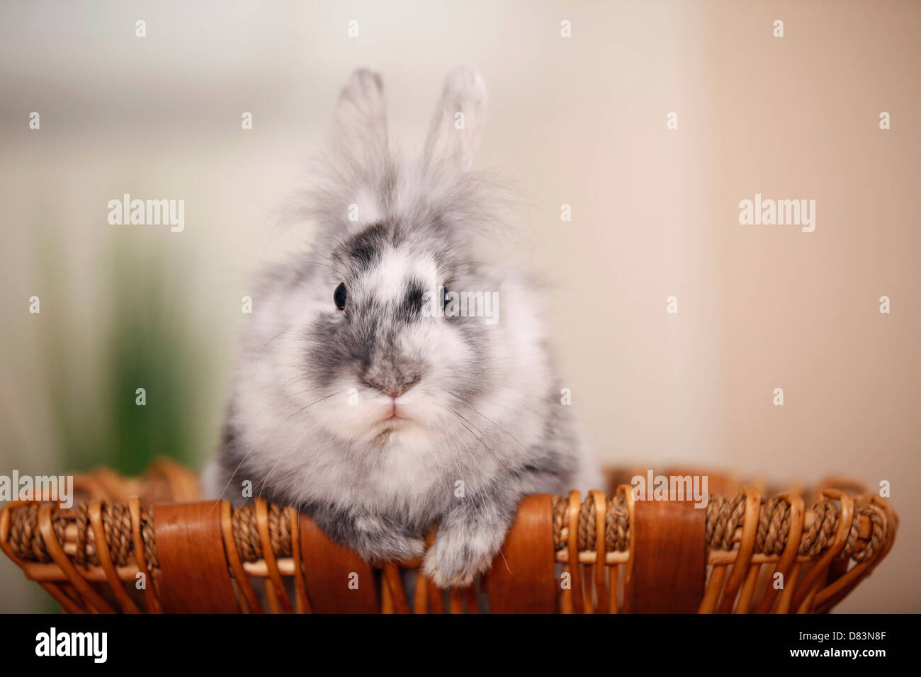 Piebald rabbit hi-res stock photography and images - Alamy