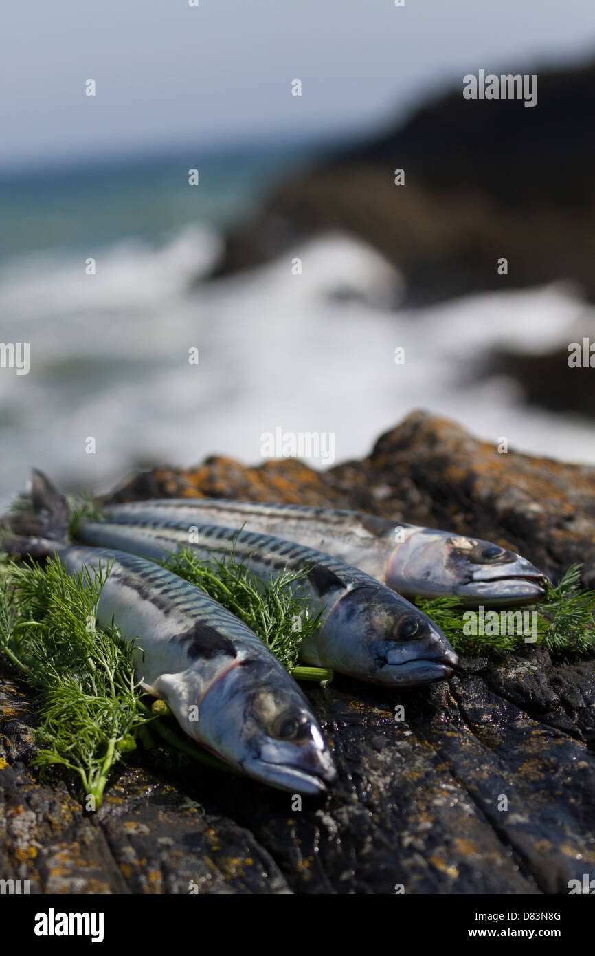 Atlantic mackerel trawler hi-res stock photography and images - Alamy