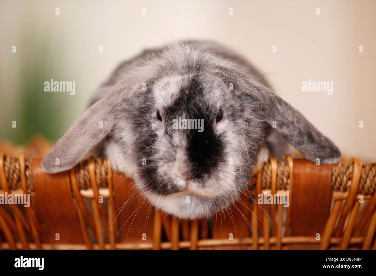 Piebald rabbit hi-res stock photography and images - Alamy