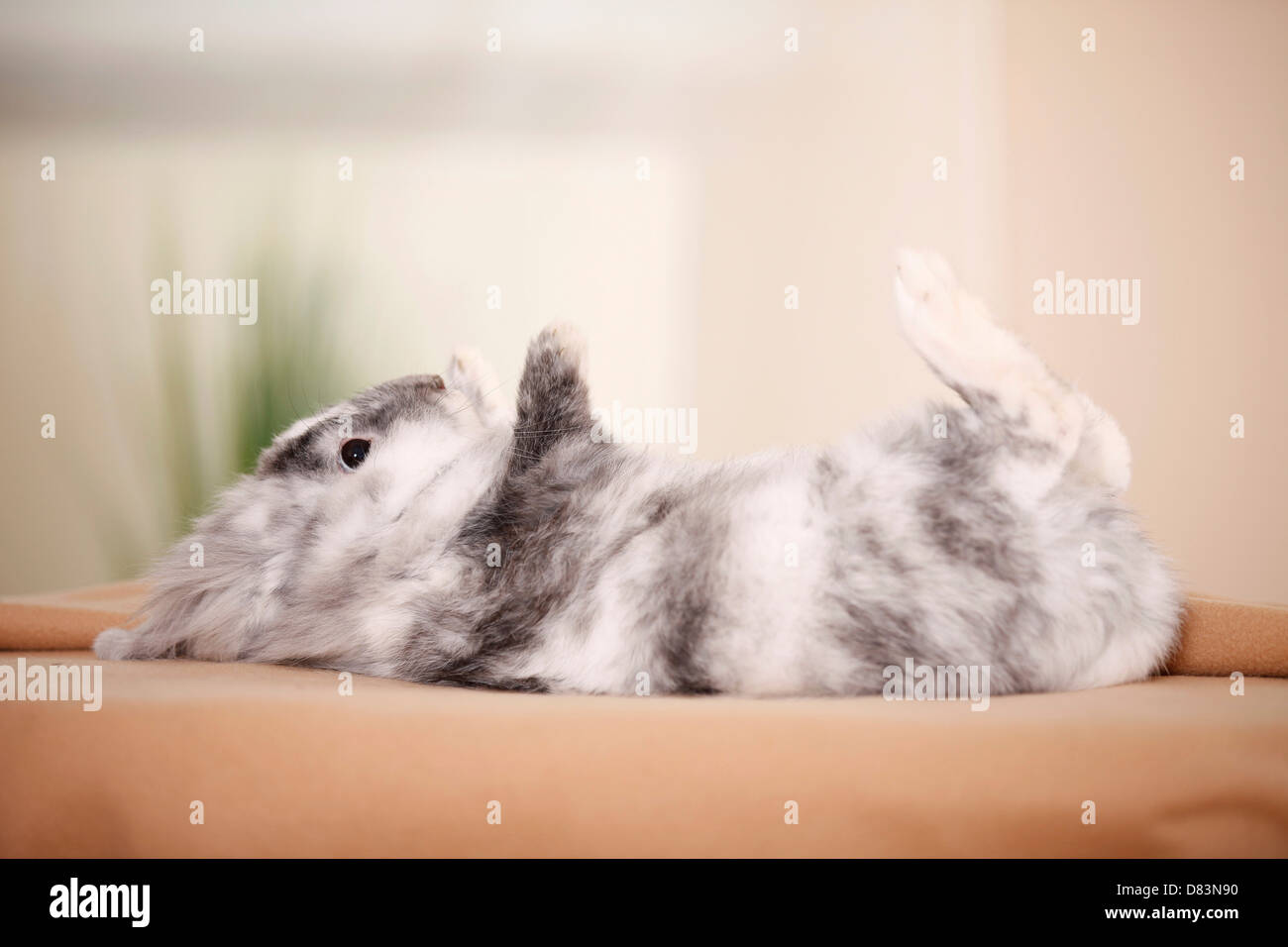 Supine view hi-res stock photography and images - Alamy