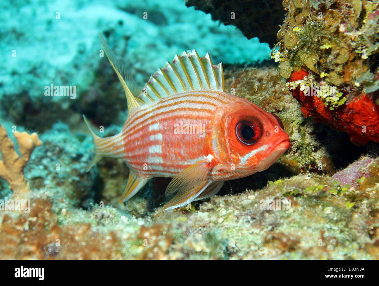 Longspine Squirrelfish (Holocentrus Rufus), Cozumel, Mexico Stock Photo ...